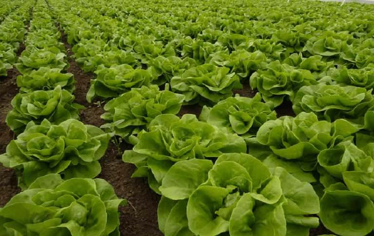 Centore- 5000 Semințe - croser.ro